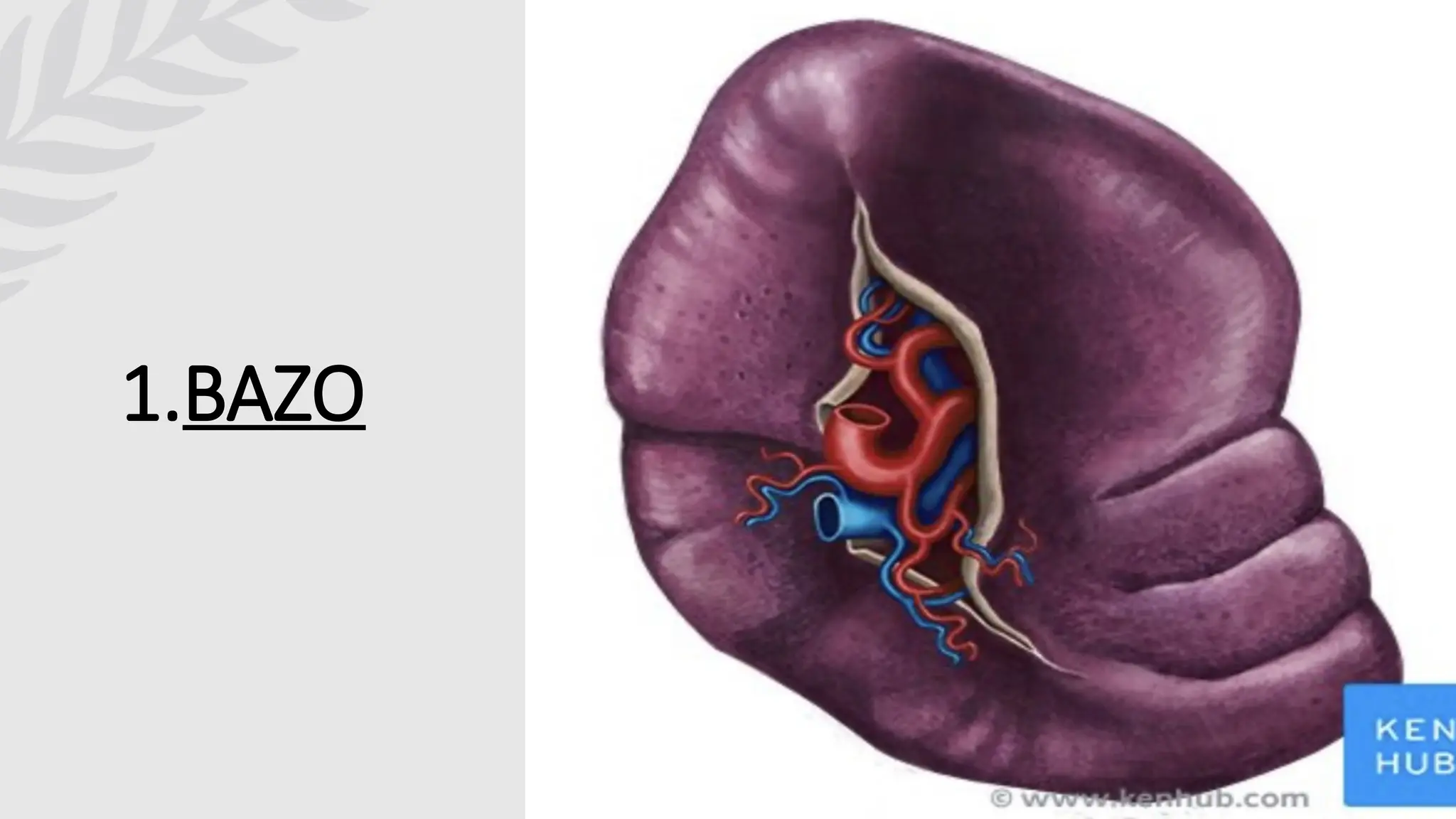 BAZO es un organo abdominal hematopoyetico | PPTX