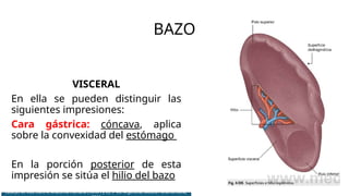BAZO ANATOMIA DE BAZO PARA EL ESTUDIO Y REPASO | PPTX