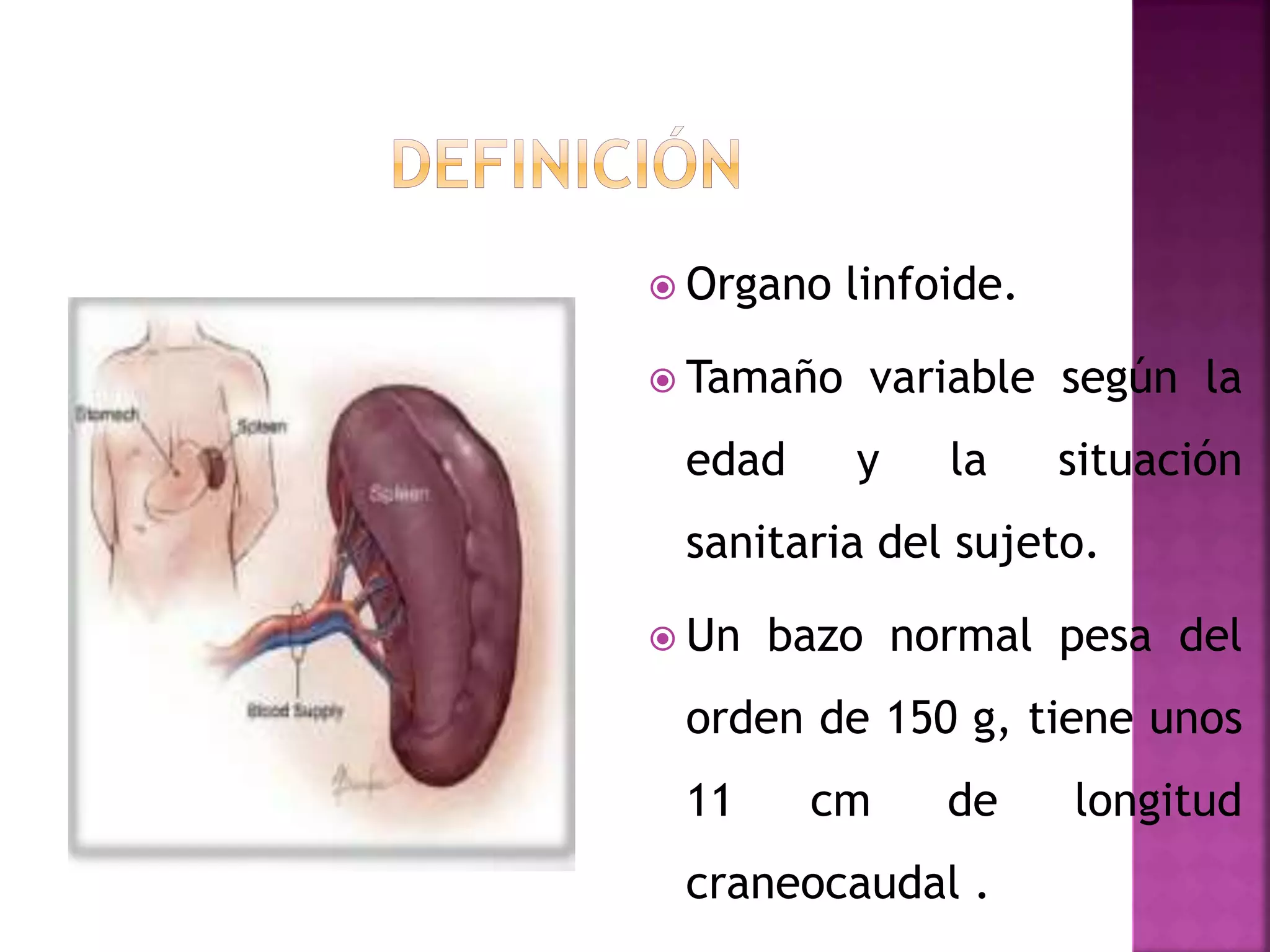 Bazo anatomia | PPTX