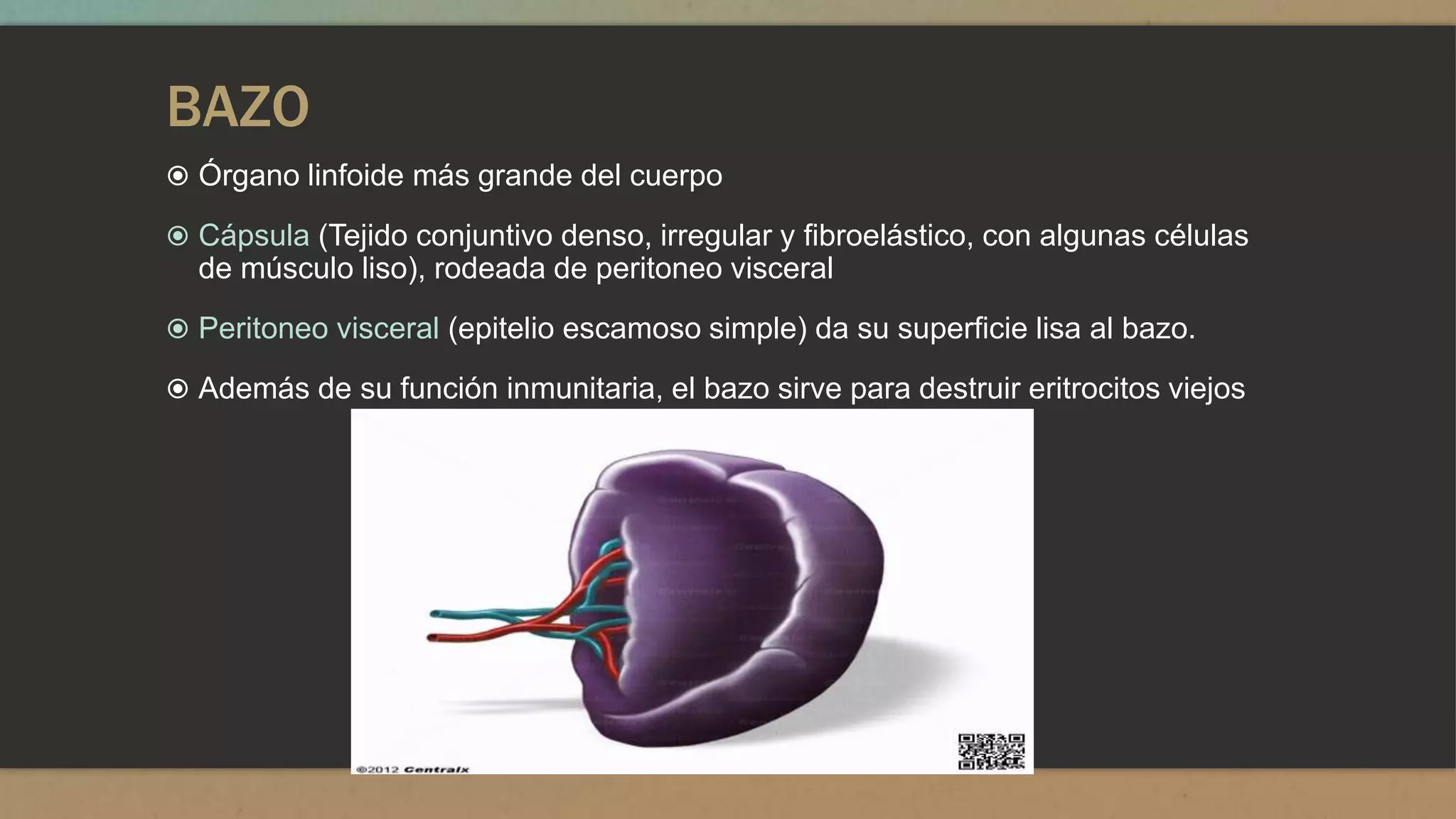 ANATOMIA DEL BAZO | PPTX | Biological Sciences | Science