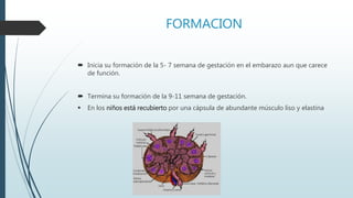 SEMIOLOGÍA DEL BAZO | PPTX