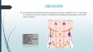 SEMIOLOGÍA DEL BAZO | PPTX