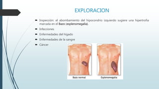 SEMIOLOGÍA DEL BAZO | PPTX