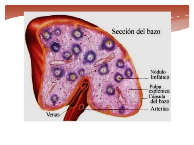 Bazo anatomia ii