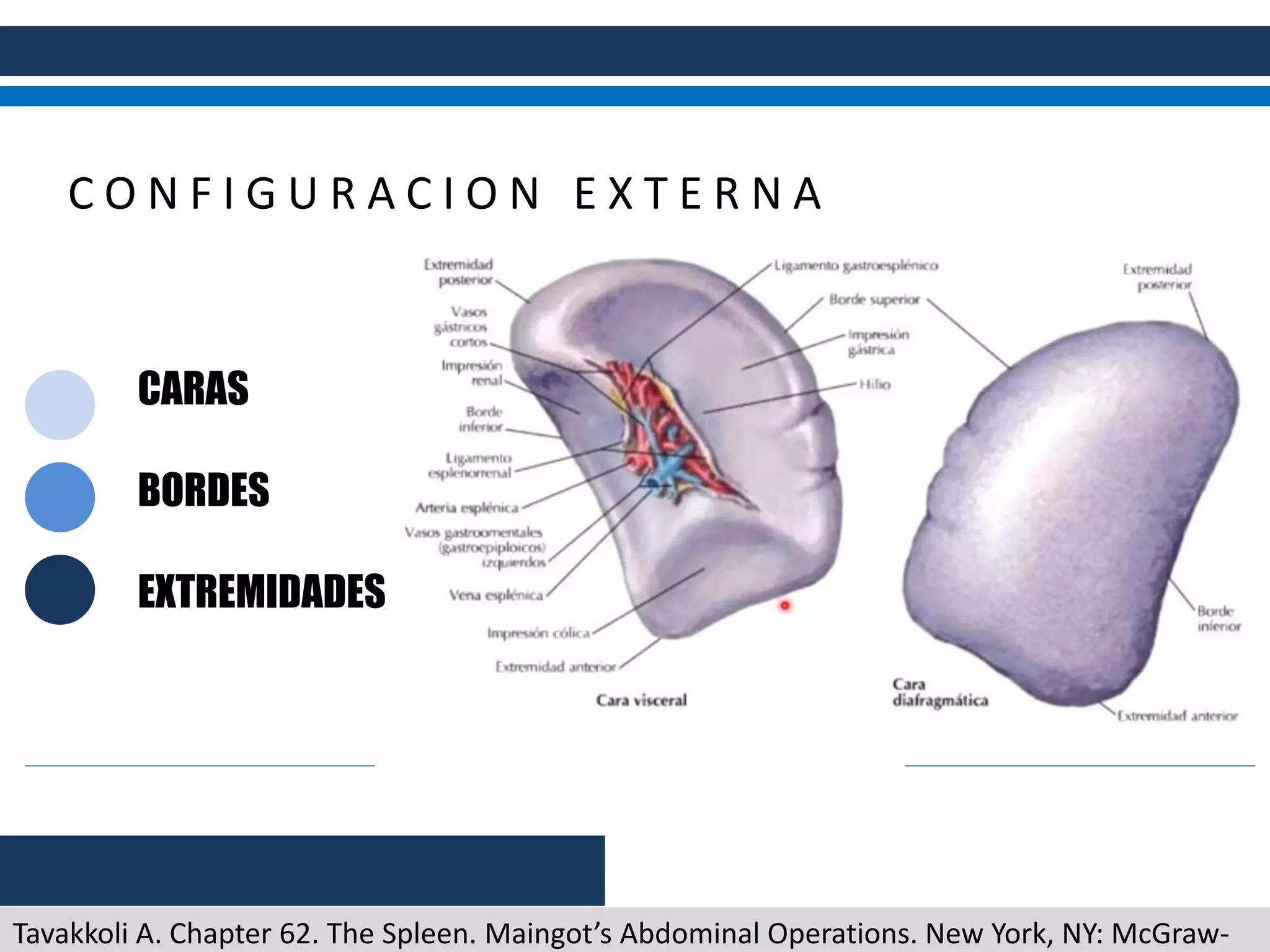 bazo anatomia quirurgica.pptx