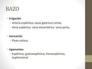 Bazo e hígado | PPTX