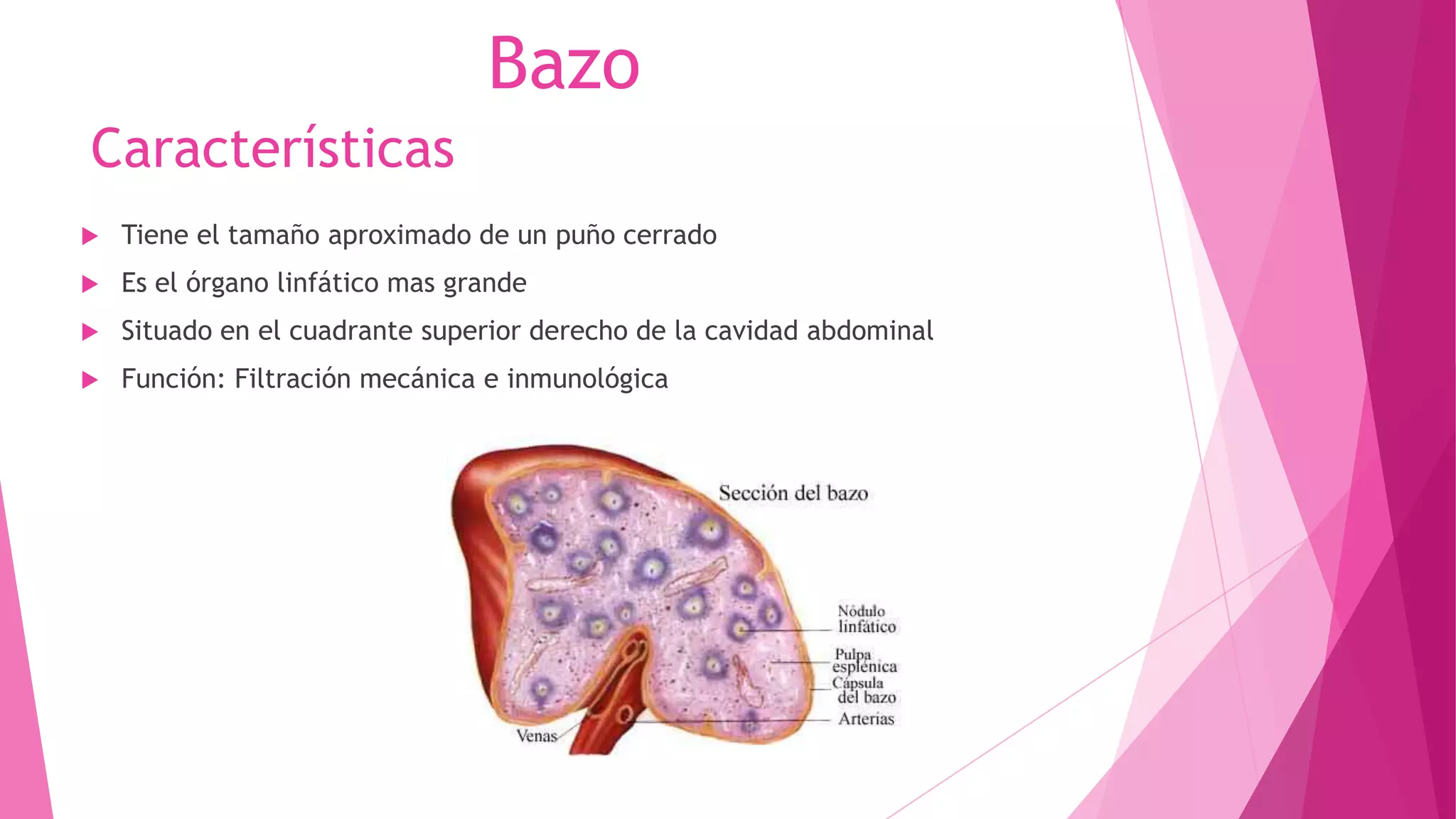 Bazo y MALT | PPT | Descarga gratuita