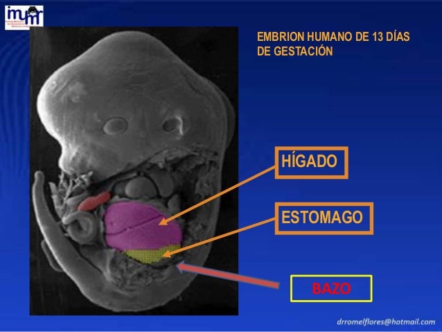 Bazo IMUMR. Dr. Romel Flores V