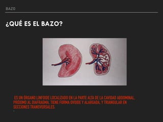 Bazo y timo | PDF