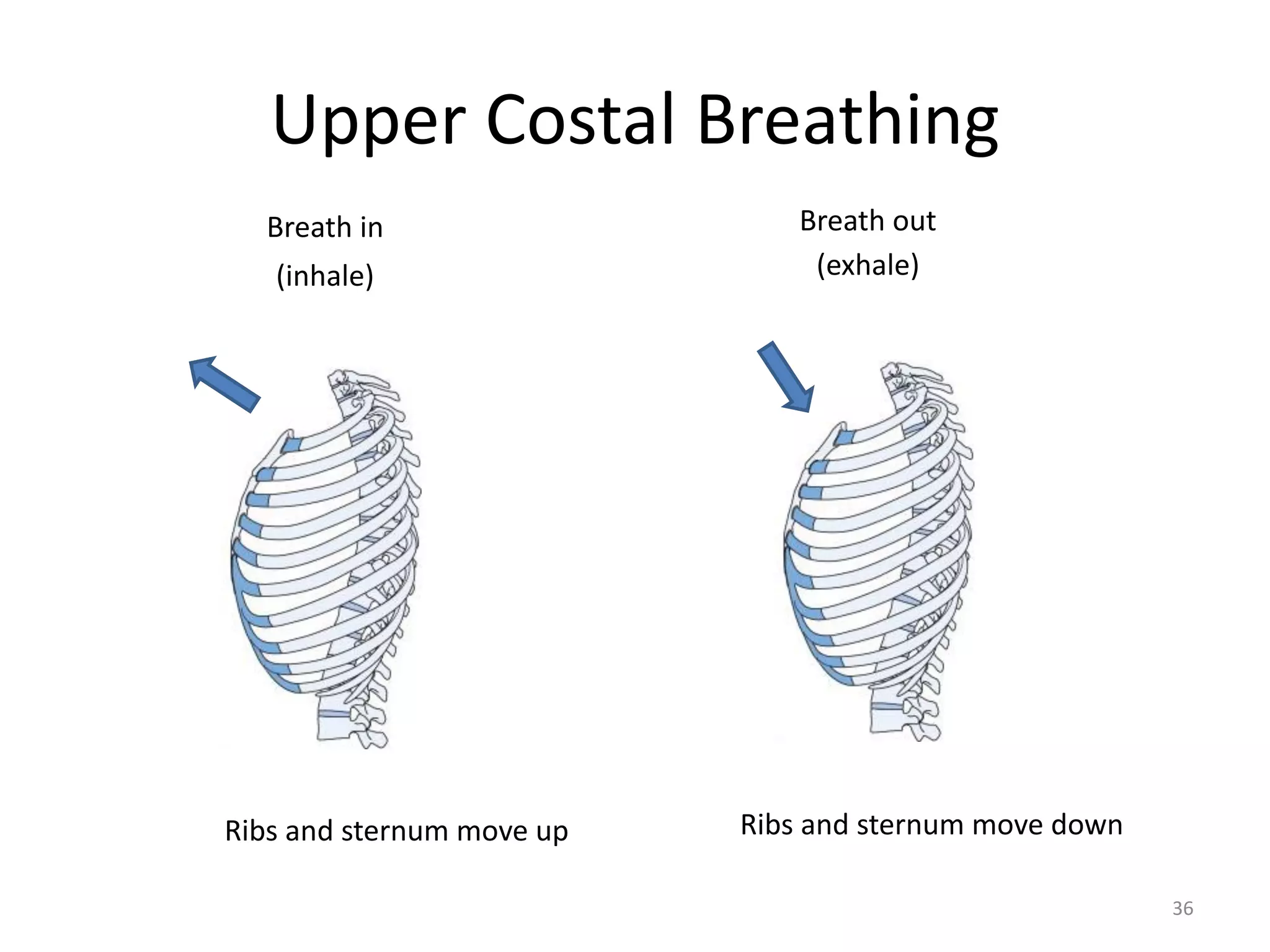 Brain Bonanza - 2.1. Breathing structures | PDF