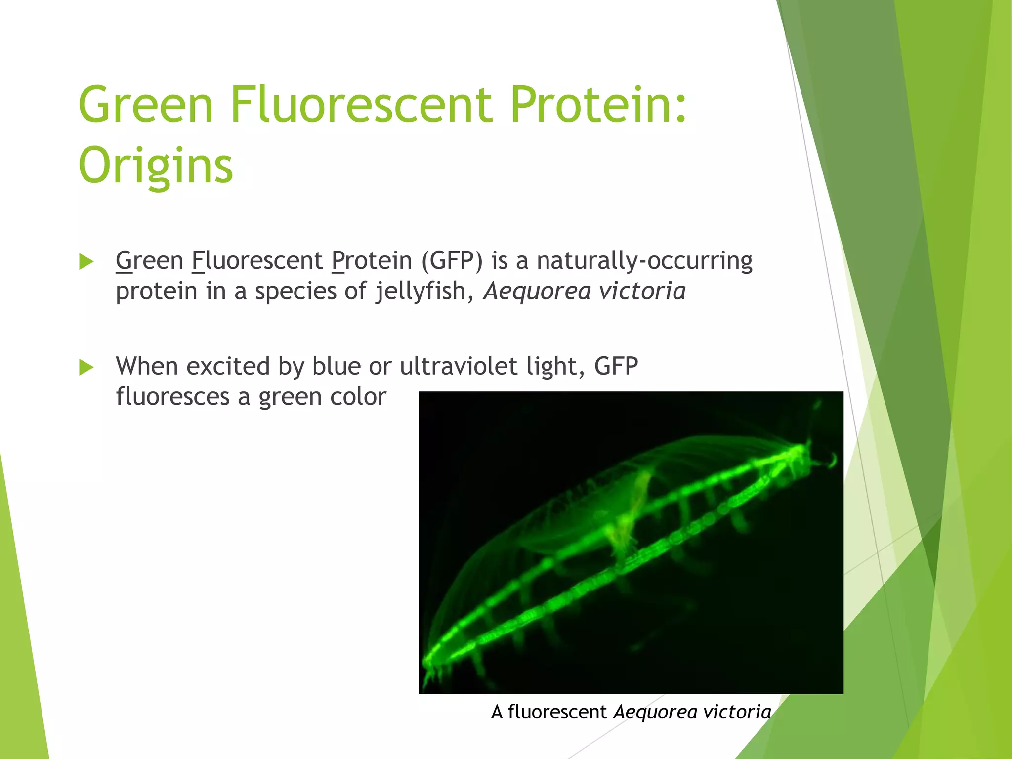 GFP Workshop | PDF
