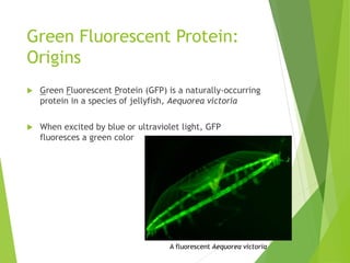 GFP Workshop | PPT