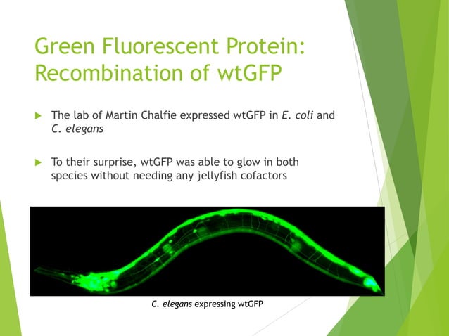 GFP Workshop | PPT