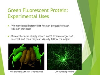GFP Workshop | PPT