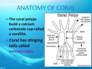 adventures of coral reef | PPTX