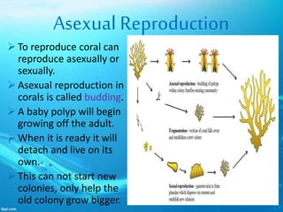 adventures of coral reef | PPT