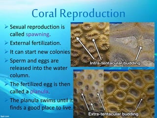 adventures of coral reef | PPT