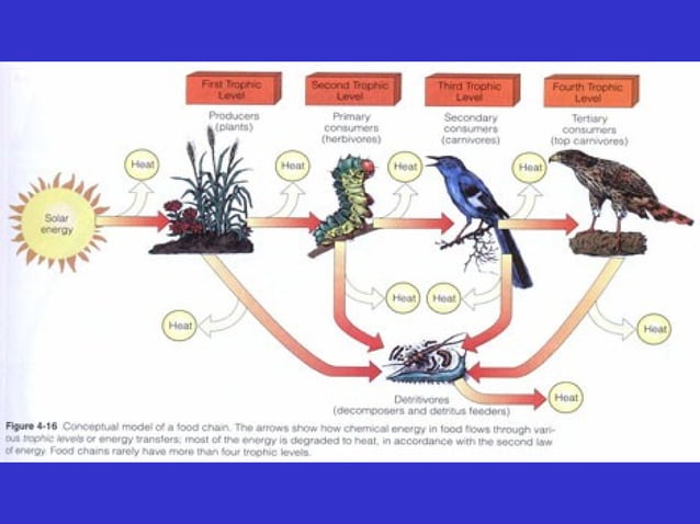 Interaction between Humans and Environment | PPT