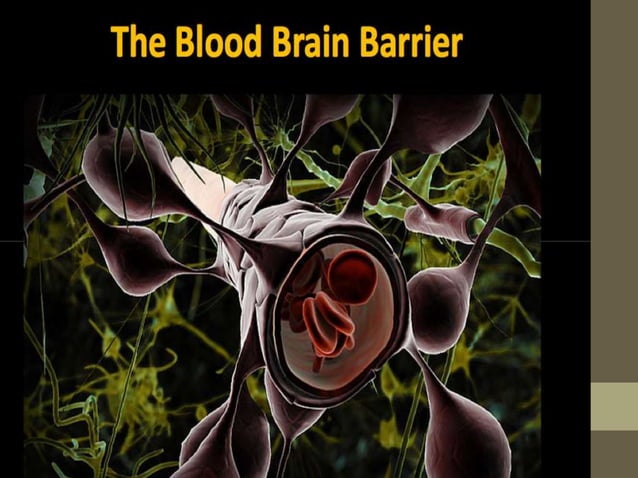 BLOOD BRAIN BARRIER | PPTX
