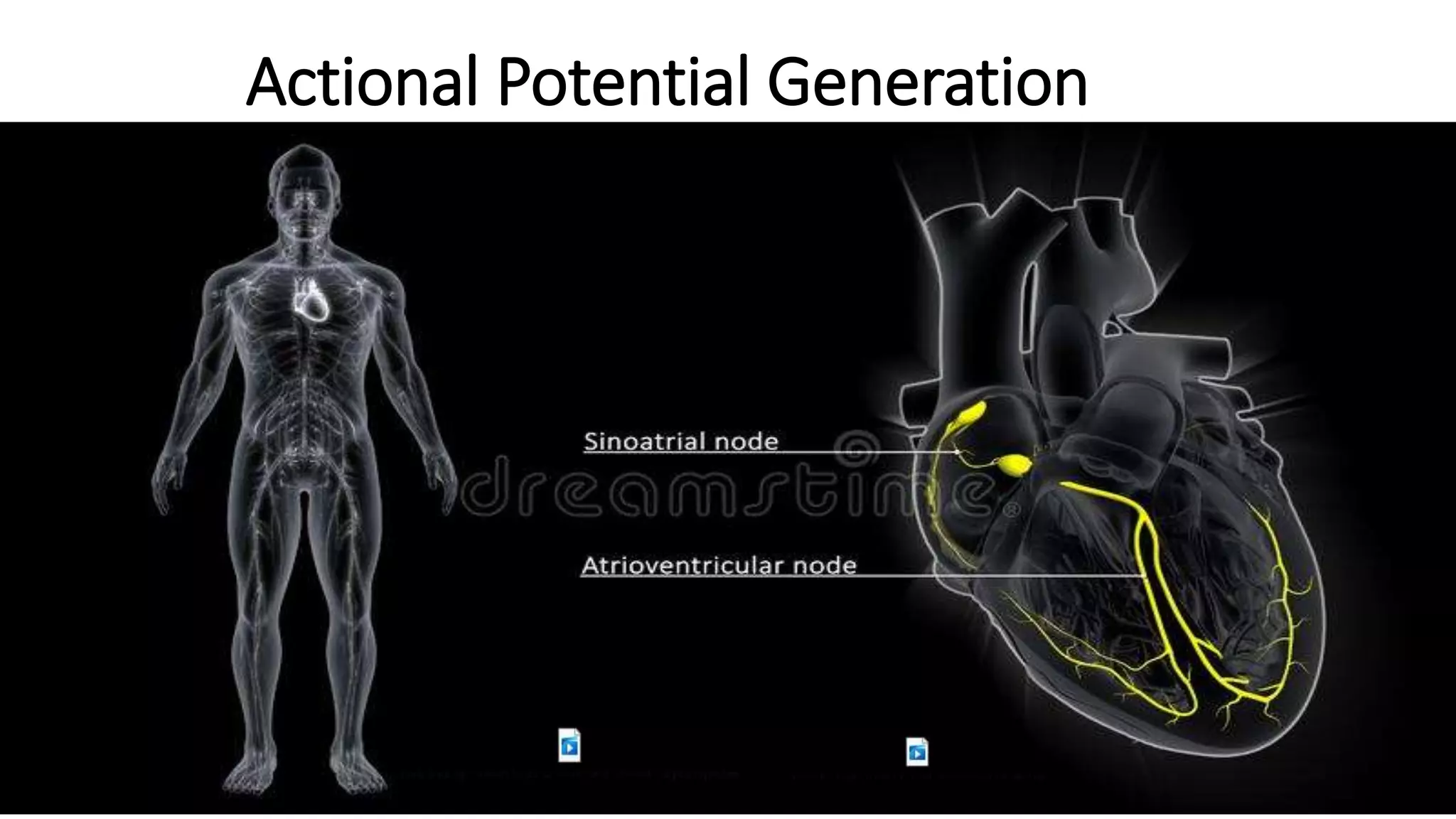 Structure Of Heart | PPTX