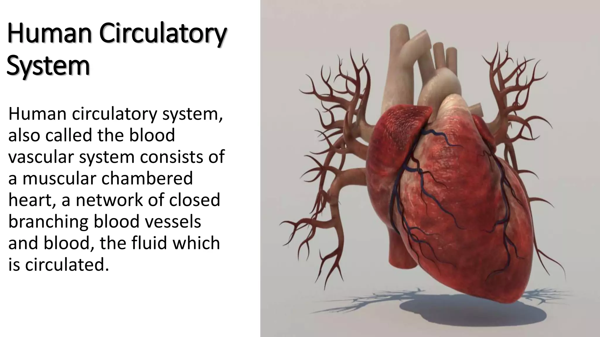Structure Of Heart | PPTX