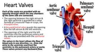Structure Of Heart | PPTX