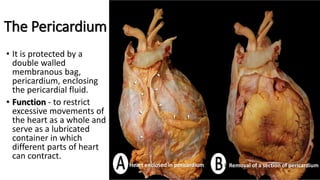 Structure Of Heart | PPTX | Heart and Cardiovascular Diseases ...