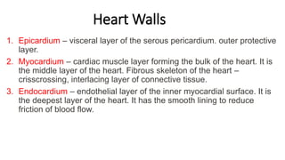 Structure Of Heart | PPTX