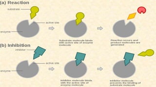 Enzyme Inhibitors | PPTX
