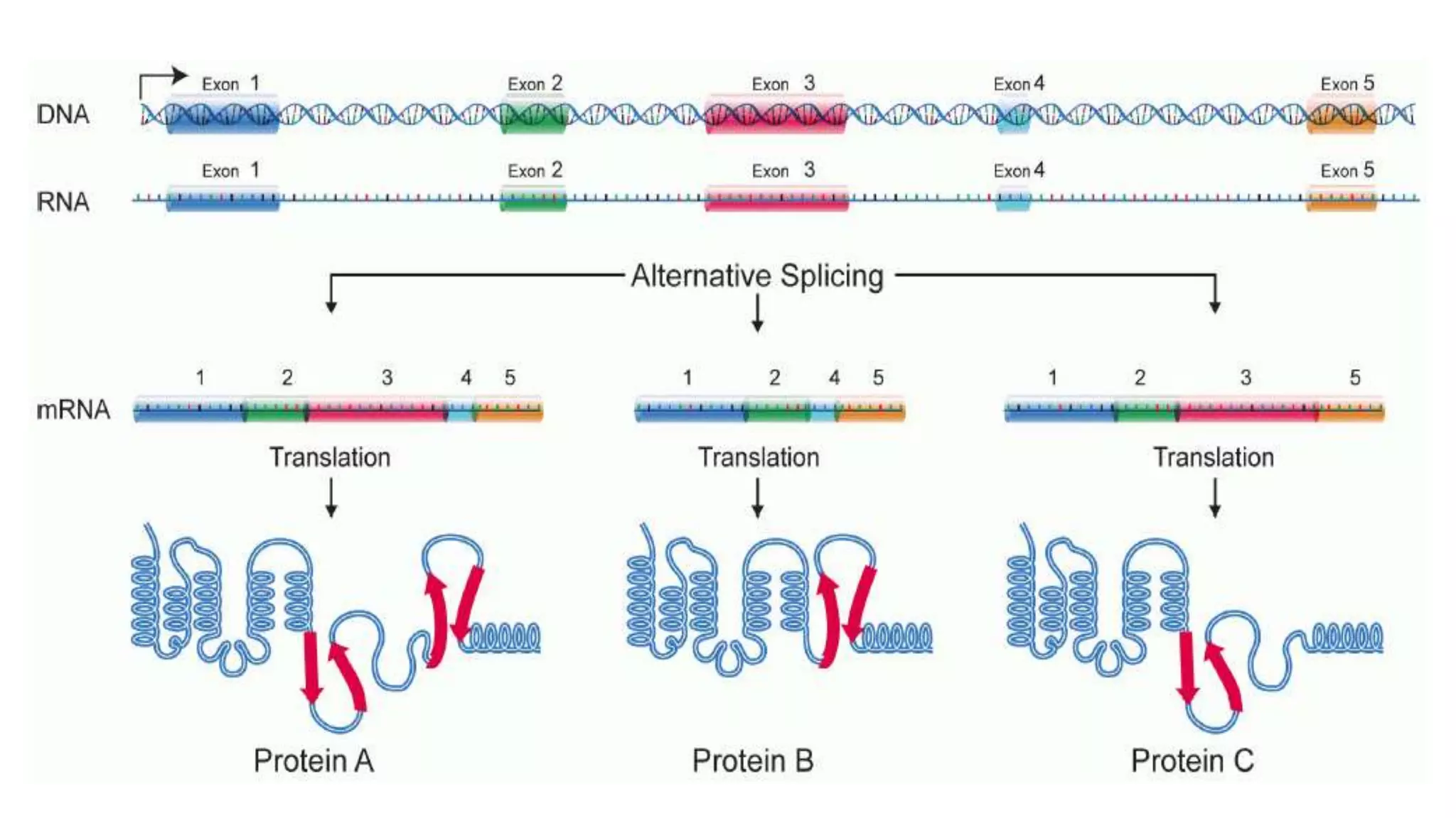 Post Transcriptional Modifications | PPTX