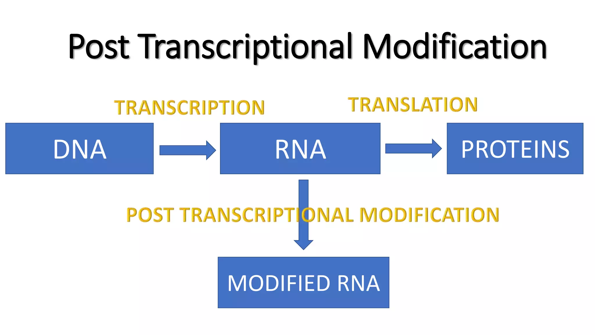 Post Transcriptional Modifications Pptx Chemistry Science