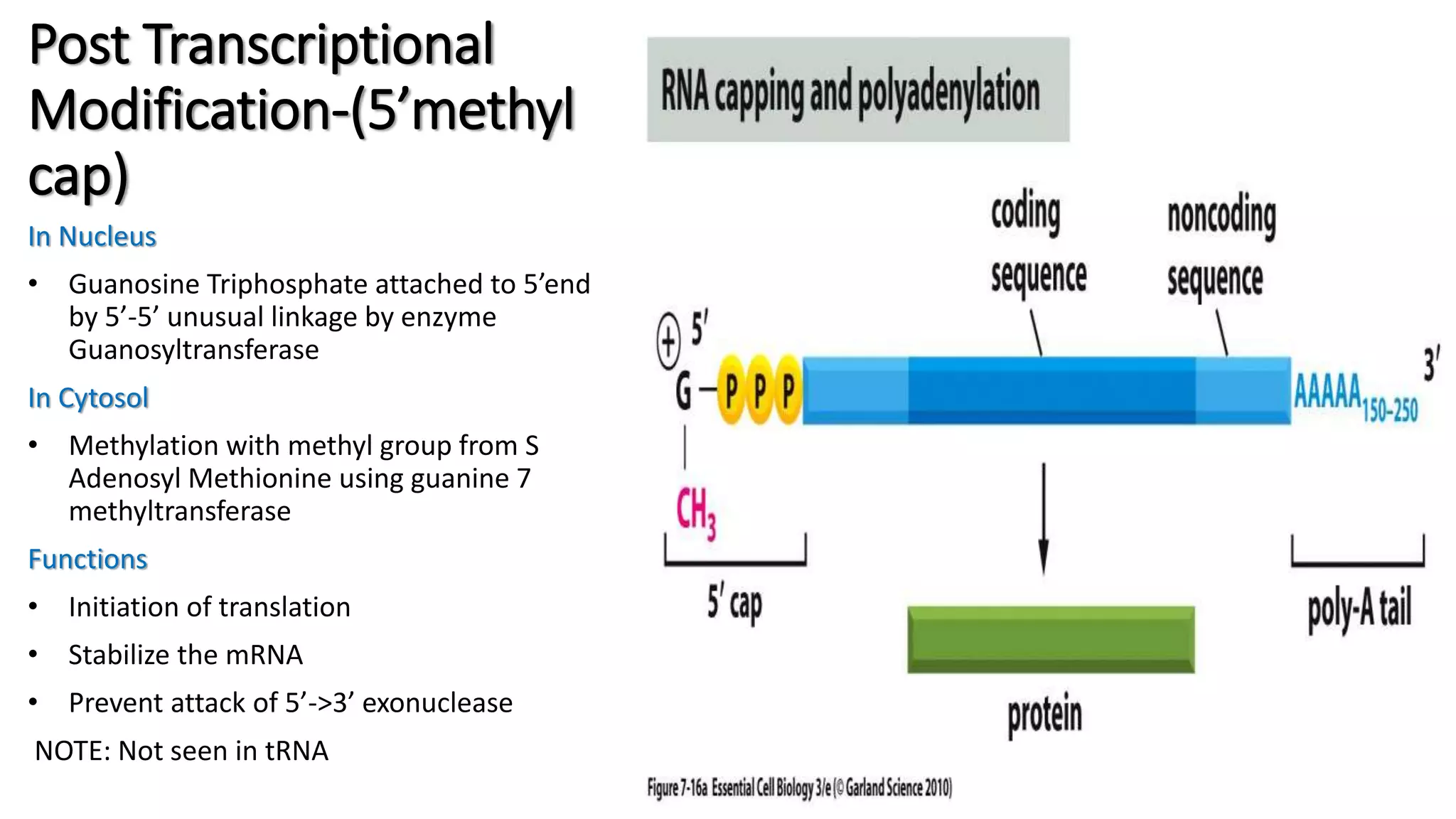 Post Transcriptional Modifications Pptx Chemistry Science