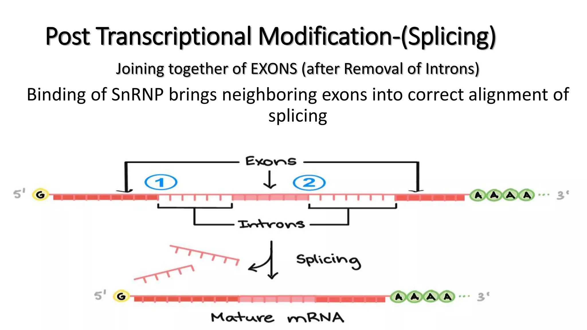 Post Transcriptional Modifications Pptx Chemistry Science