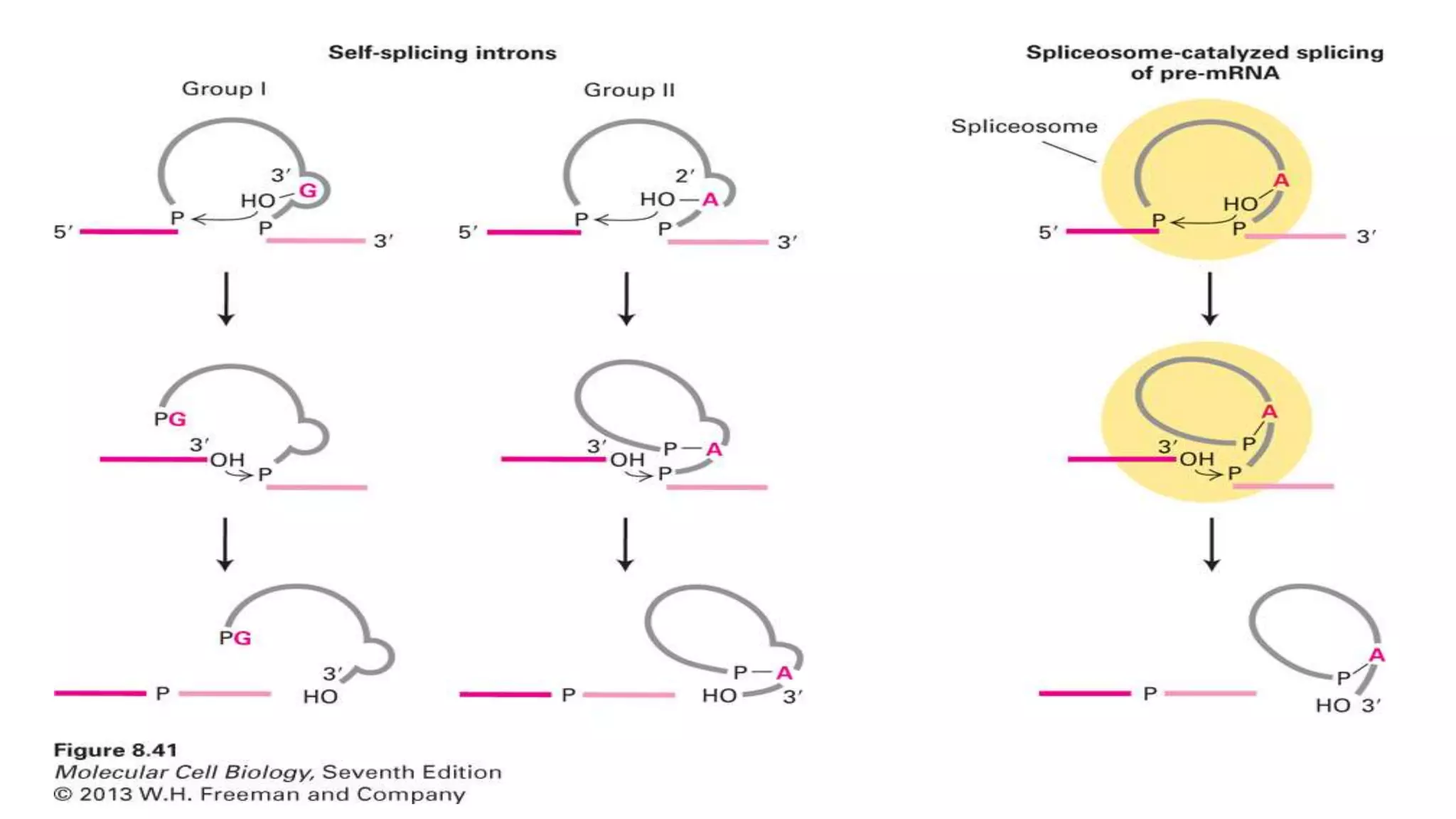 Post Transcriptional Modifications | PPTX
