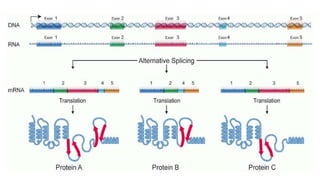Post Transcriptional Modifications | PPTX