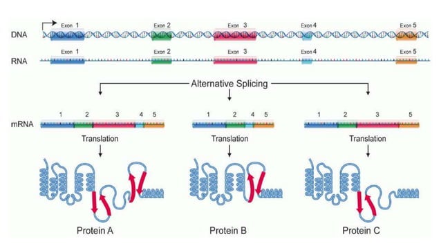 Post Transcriptional Modifications | PPTX | Chemistry | Science