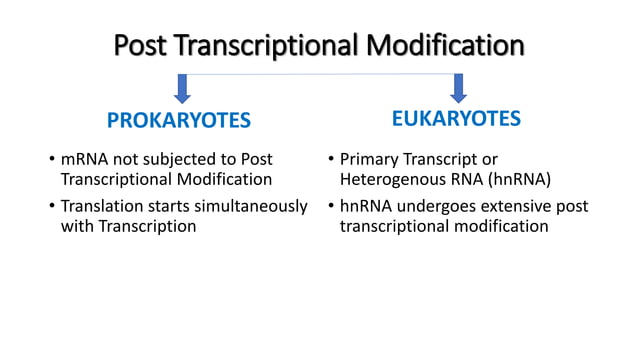 Post Transcriptional Modifications | PPTX | Chemistry | Science