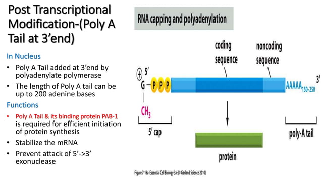 Post Transcriptional Modifications | PPTX | Chemistry | Science