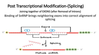 Post Transcriptional Modifications | PPTX