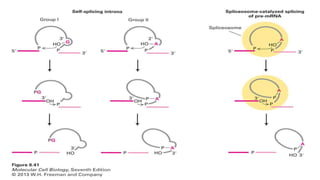 Post Transcriptional Modifications | PPTX
