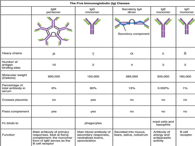 Antibody Structure, Types & Functions | PPTX | Blood Disorders ...
