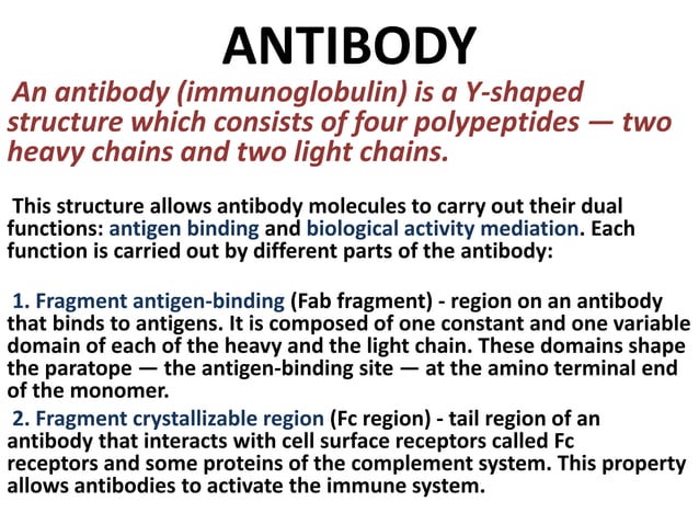 Antibody Structure, Types & Functions | PPTX | Blood Disorders ...