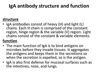 Antibody Structure, Types & Functions | PPTX