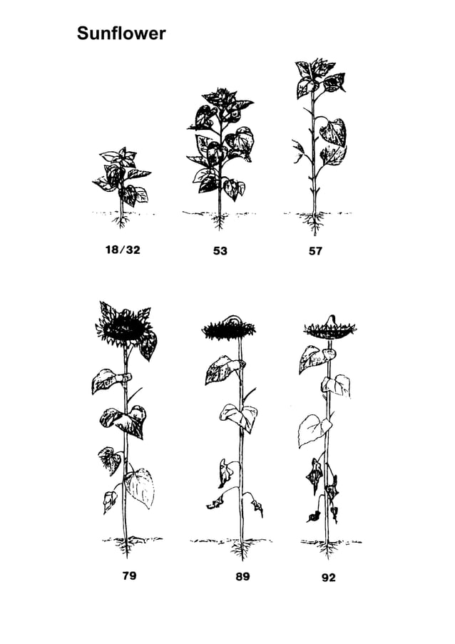 BBCH | PDF | Agriculture | Industries