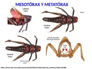 Clase del tórax de los insectos de importancia agrícola | PPTX