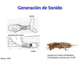 Clase del tórax de los insectos de importancia agrícola | PPTX