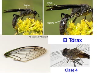 Clase del tórax de los insectos de importancia agrícola | PPTX