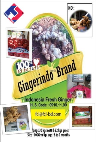 Brochure Fresh Ginger | PDF