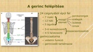 bbe_helyes_testtartas_gerinc_.pdf