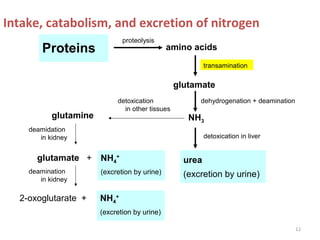 TRANSDEAMINATION AND DEAMINATION | PPT | Chemistry | Science